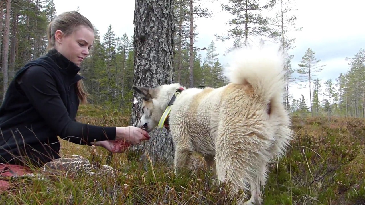 Trädskällarjakt med Finsk spets och Norrbottenspets - YouTube