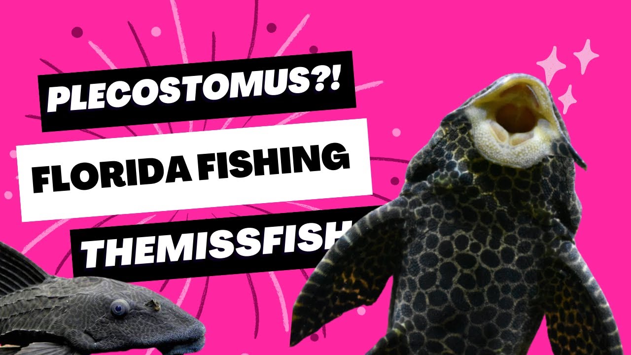 Whats a Plecostomus?! // The Miss Fish - YouTube