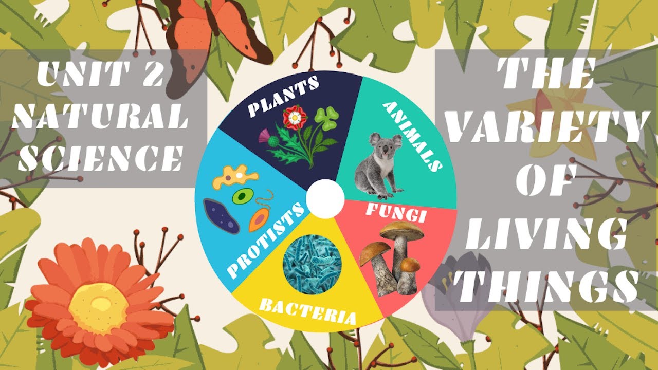 The variety of living things. 2nd session: algae and protozoa, bacteria ...