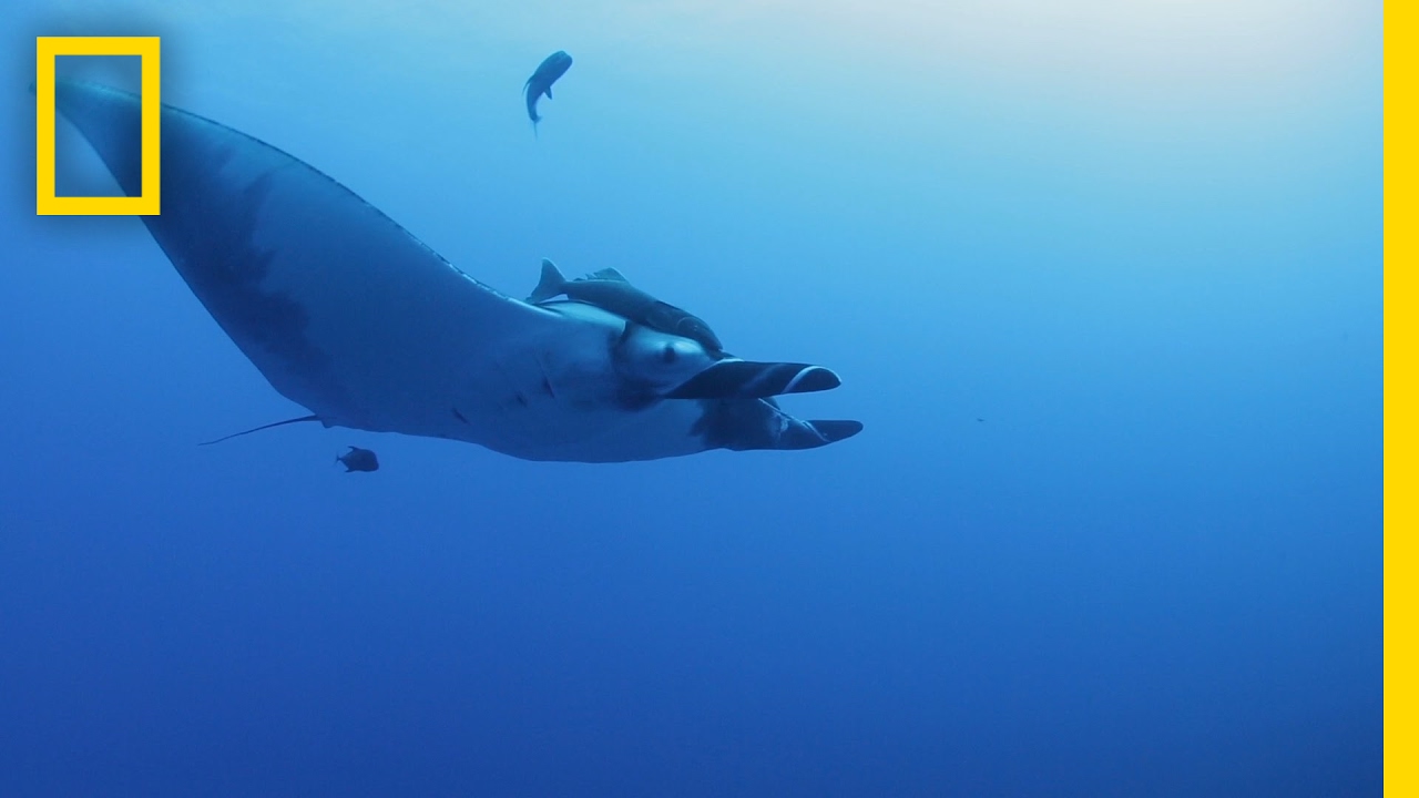 How Do You Get a Camera to Stick to a Manta Ray? Peanut Butter ...