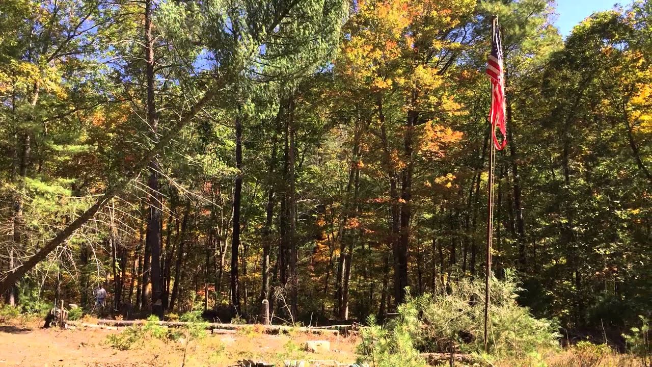 Tree falling in the forest - YouTube