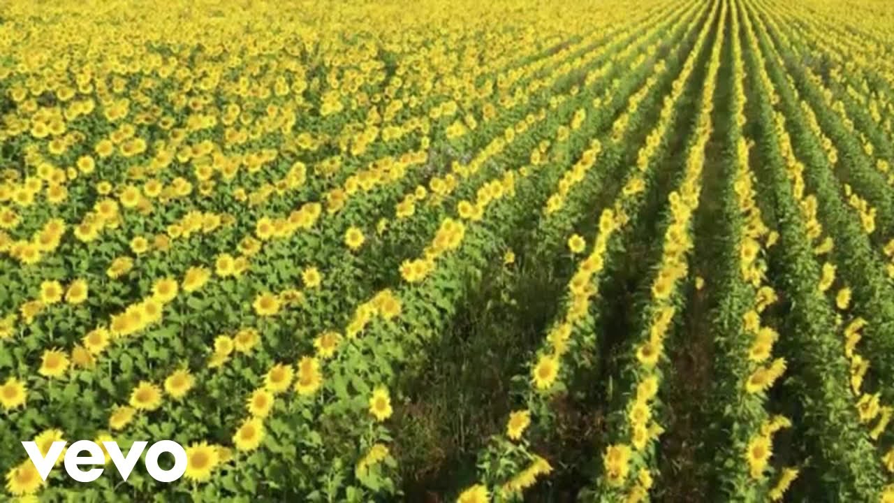 Milo Maestro - Flowers - YouTube