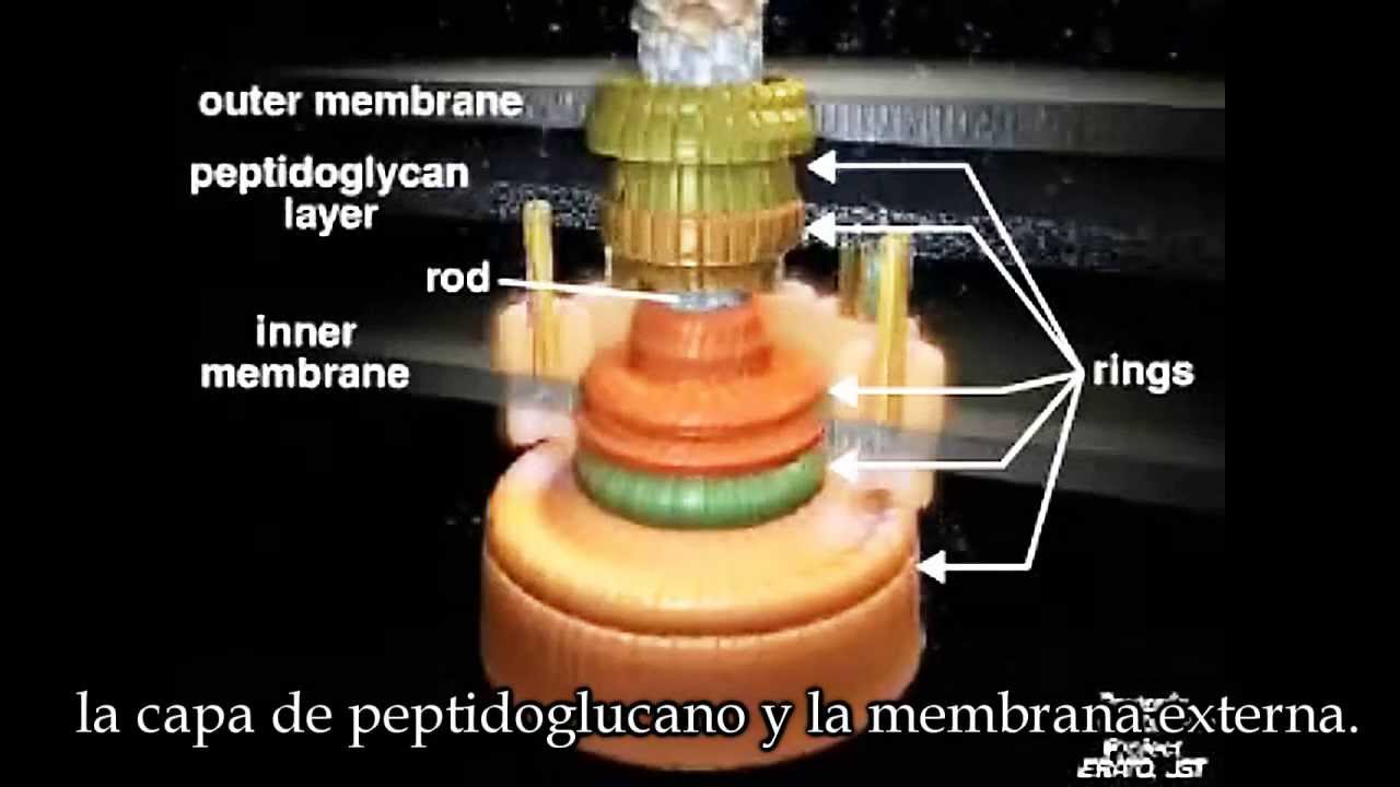 Estructura y funcionamiento de los flagelos - YouTube