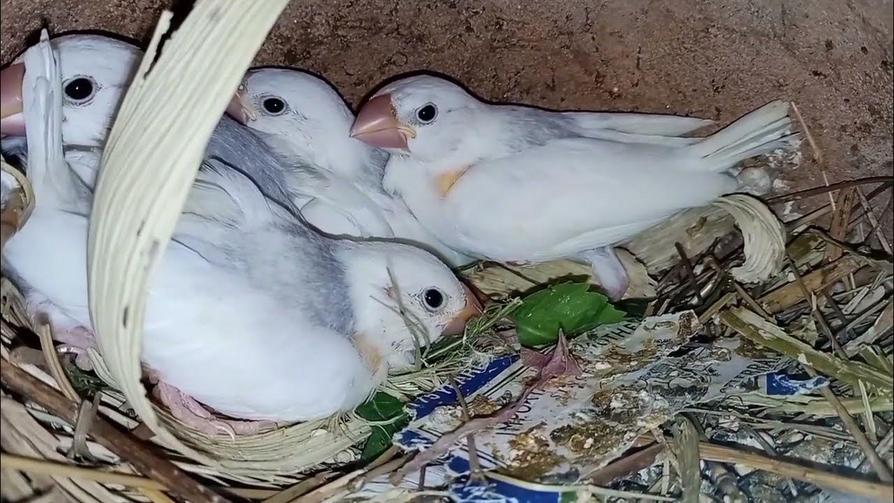 😍What Java Our Finches Ki Best Results In Colony || Sparrow breeding ...