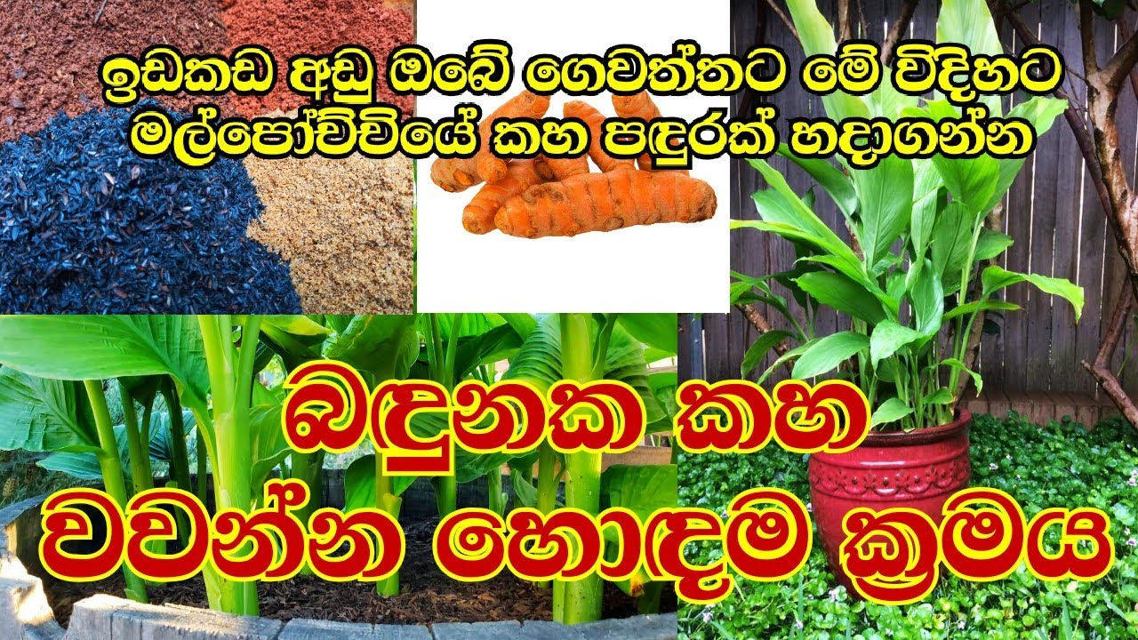 බඳුනක කහ වගා කරන්න හොඳම ක්‍රමය | Kaha wagawa | The best way for growing ...