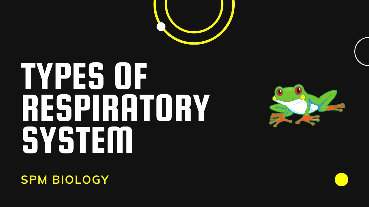 Identify The Different Types Of Respiratory System In Animals - Design Talk