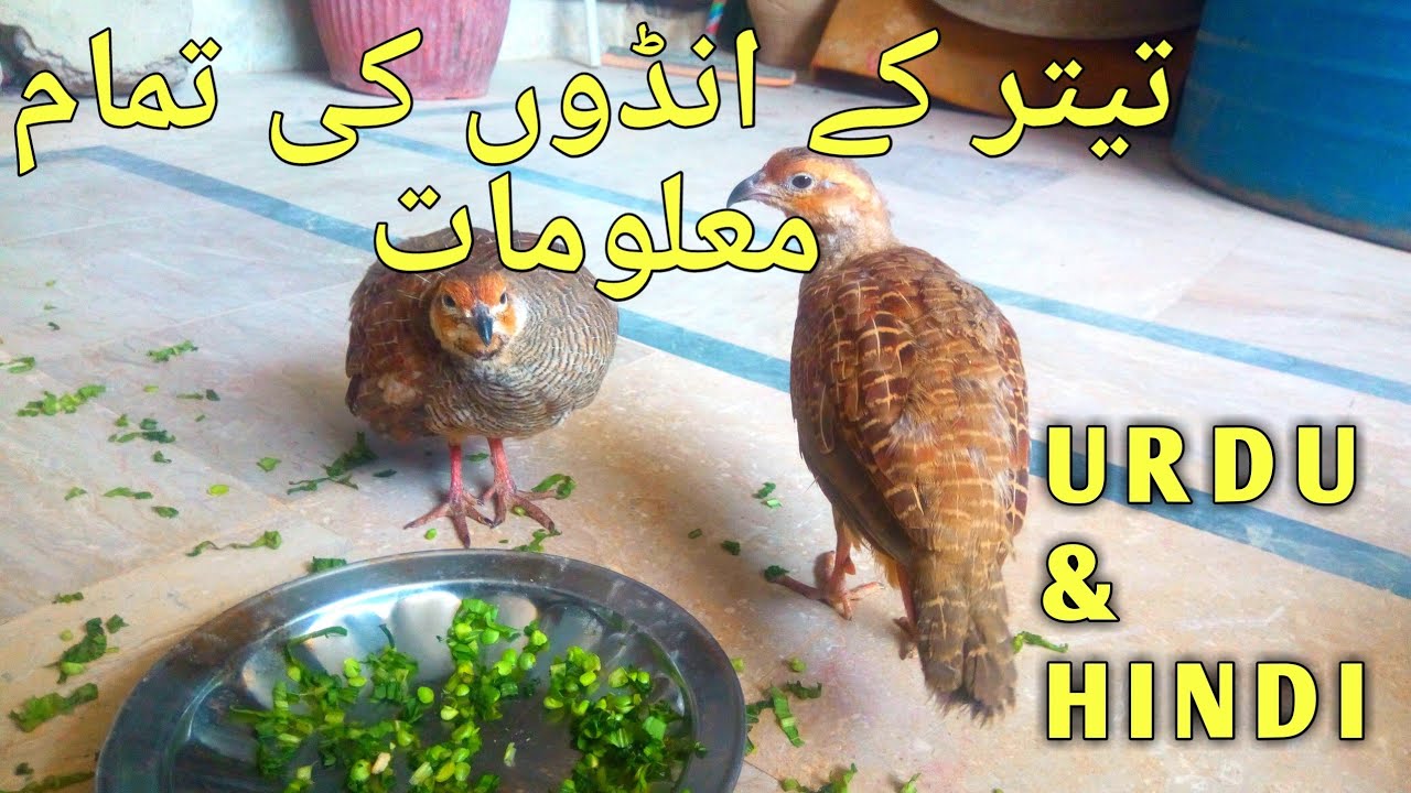 Some Information About Teetar Breed @MehtabPk @Mahtabbirds - YouTube