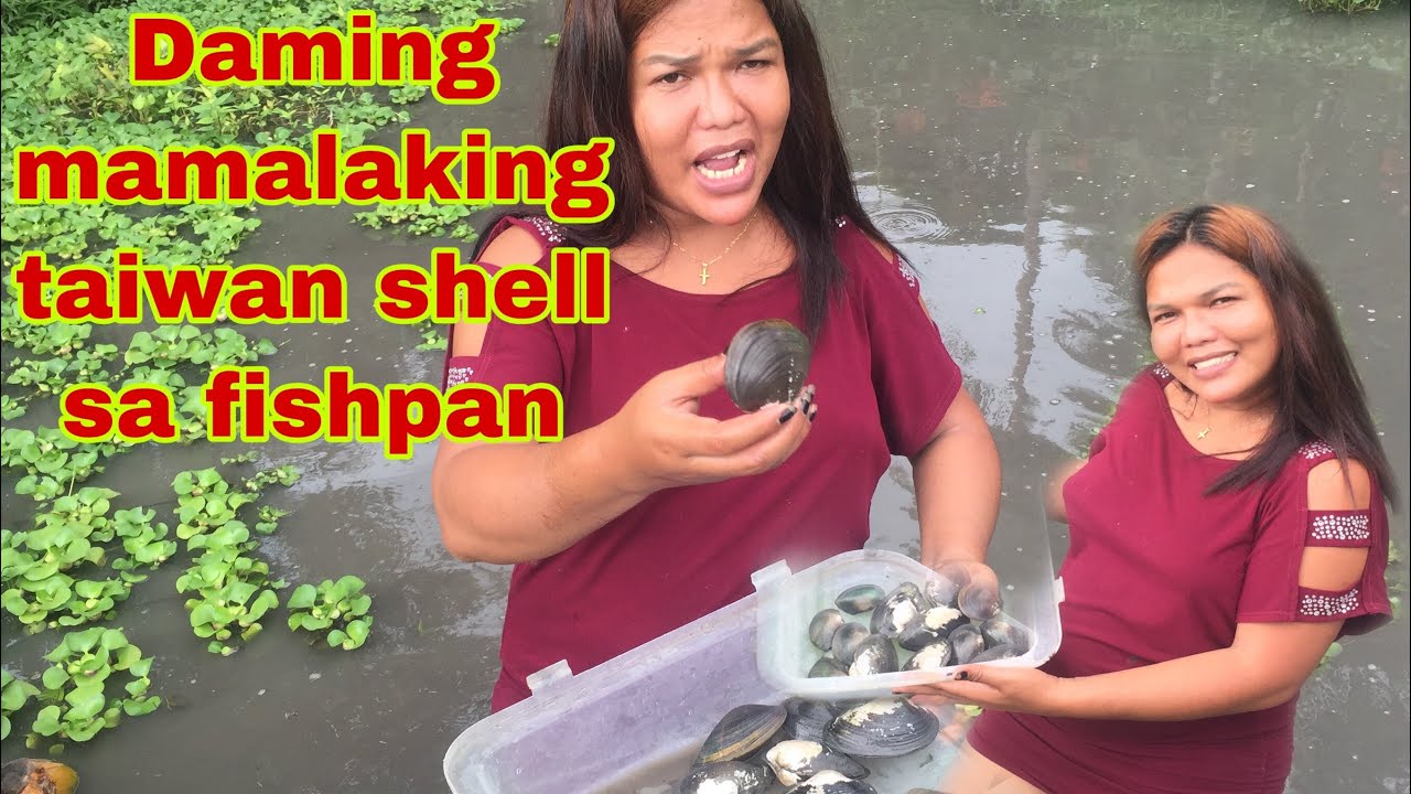 Ang daming taiwan shell sa fishpond namin| how to catch taiwan shell in ...