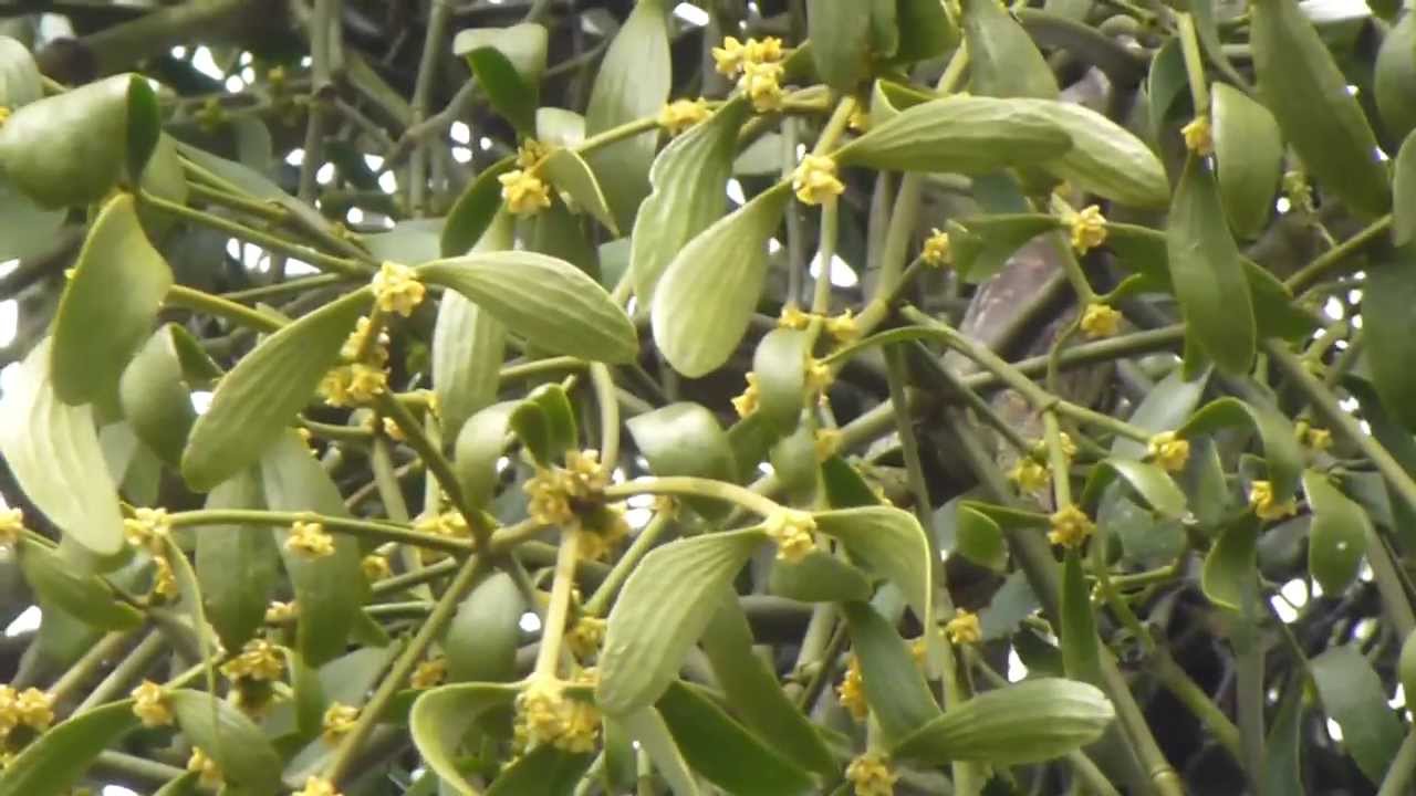 Mistletoe yellow flowers - Viscum album - Mistilteinn - Sníkjuplanta ...