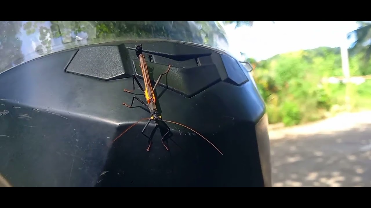 RED & BLACK || STICK INSECT TYE LEGENFS MADE ||2024|| MR.CHANO TV - YouTube