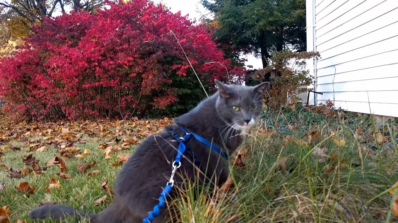 Yes, Thunder, Autumn Is in Full Force - YouTube