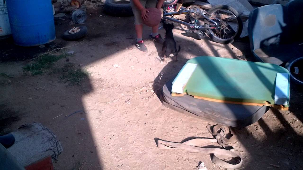 El perro spike - YouTube