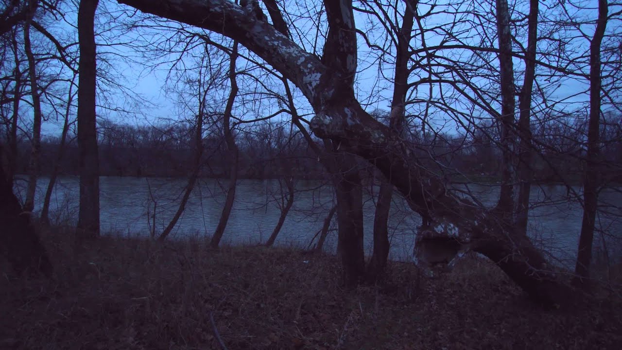 Sycamore Graft - YouTube
