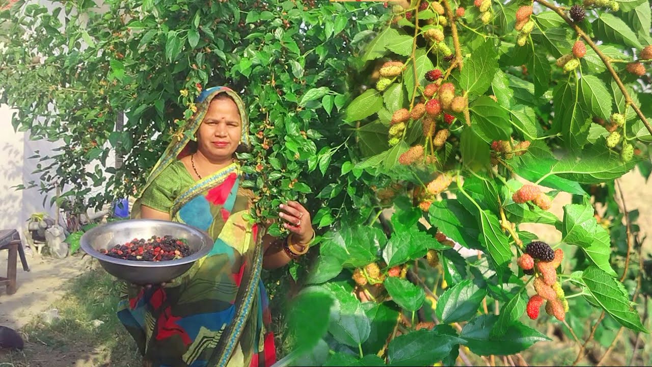 शहतुत की ऐसी रेसिपी, गेहूं की कटाई में मिलजाये तो खाने मे मज़ा आ जाय ...