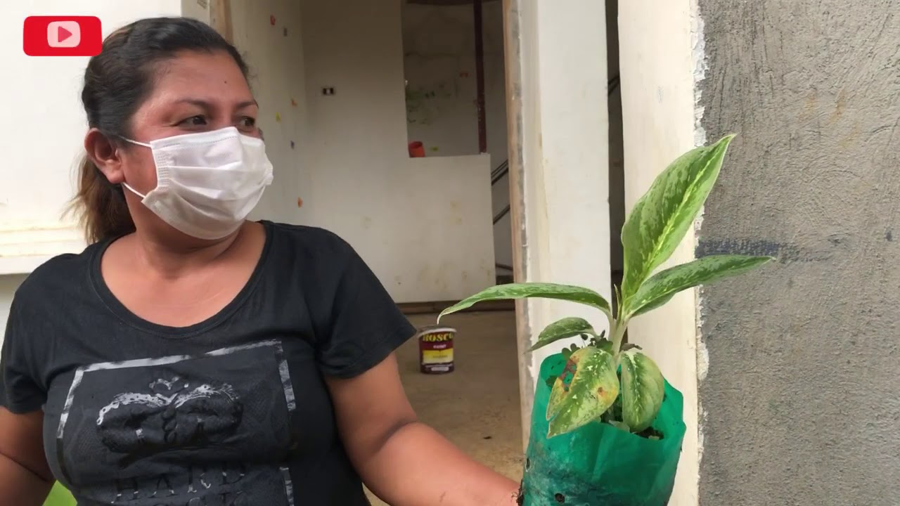 Plant Hunting @Brgy Tagurano, Toril, Davao City - YouTube