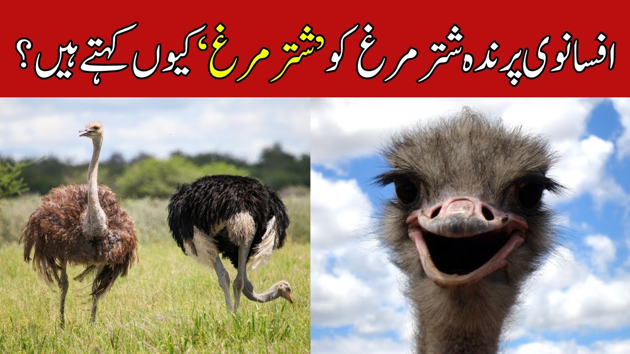 Why is the mythical bird Ostrich called 'Shutar Murgh'? - YouTube