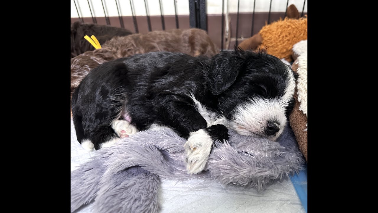 4 Week Old Labradoodle Puppies | Mama Orca Returns | Time for Toys ...