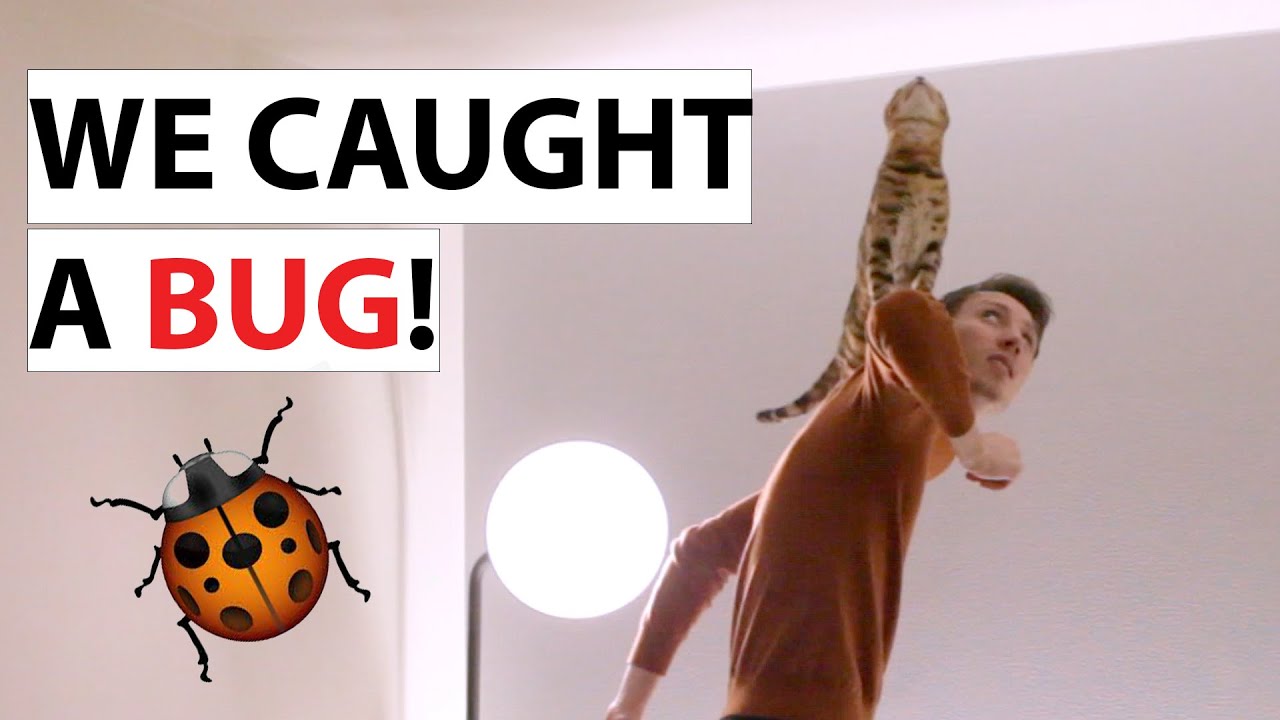 How I help my cat catch bugs - YouTube