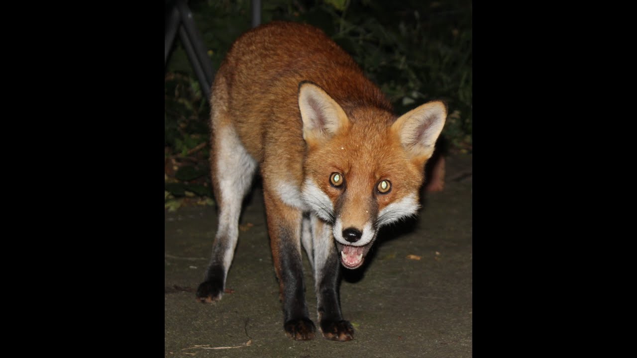 Fox And Badger Photo Highlights October 2021 13 - YouTube