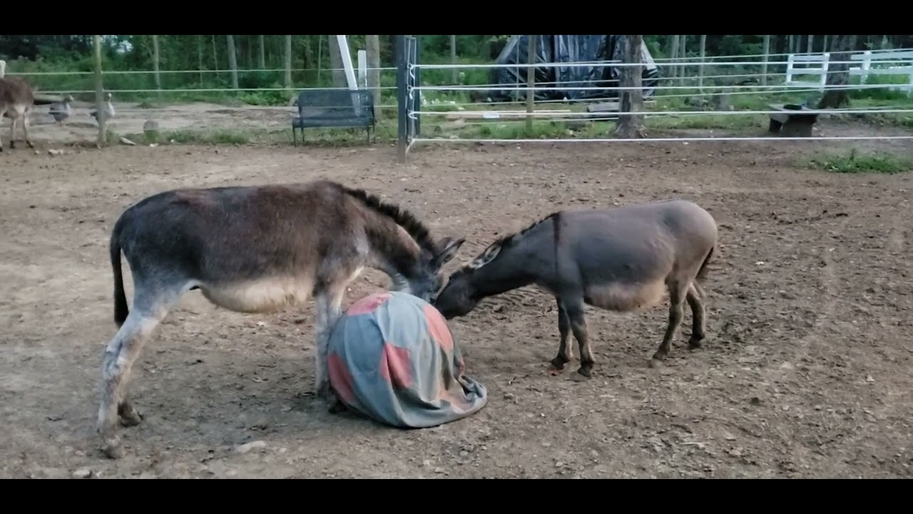 Sunday night with the herd! Stick around, until the second half for the ...