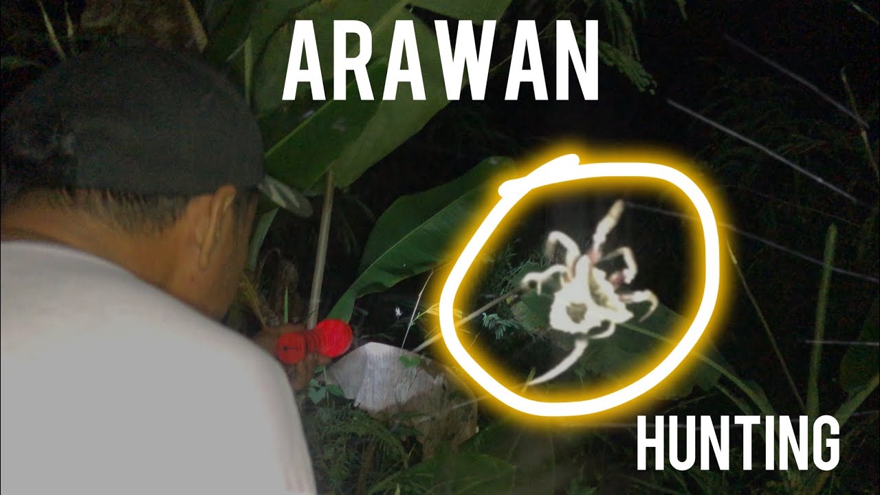 ARAWAN (SPIDER) HUNTING IN MLANG,COTABATO - YouTube