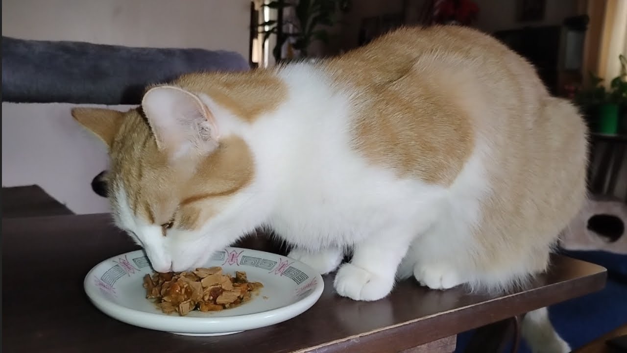 Cat Eating Tuna Primavera - YouTube