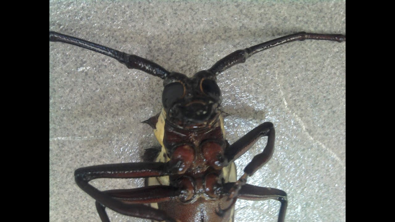 High resolution photos of large scary beetle - YouTube