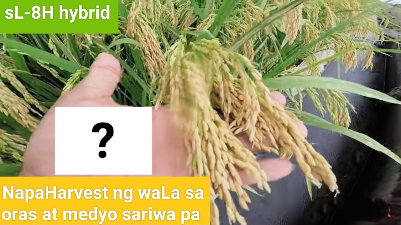 sL-8H super hybrid rice, Harvest Time na kaya Lang Napaaga ang harvest ...