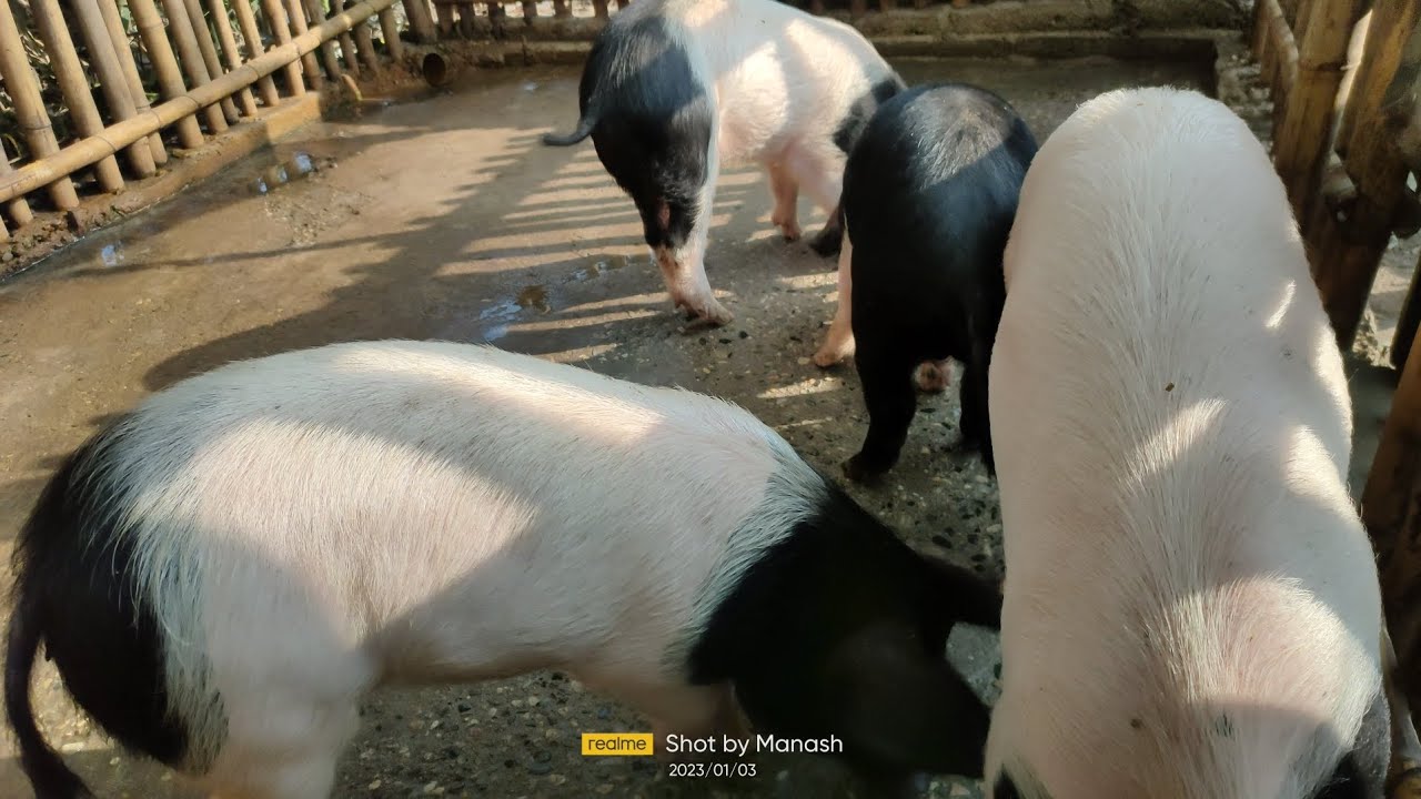 Local puwali lagile pabo #Assam pig farming - YouTube