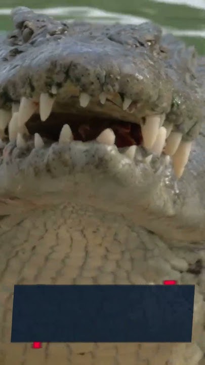 Saltwater Crocodile Attacks Man! - YouTube