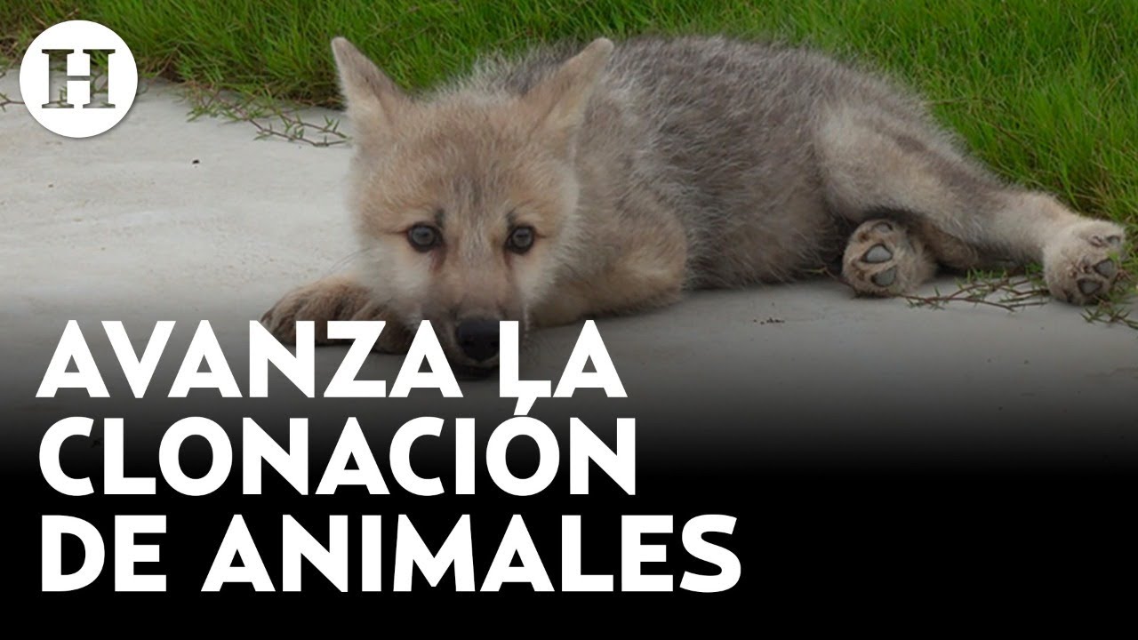 Científicos chinos presentan a “Maya”, el primer ejemplar clonado de ...