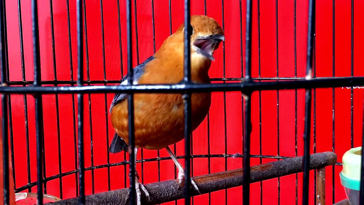 Hitungan Detik Langsung RESPON, Gak tau Kalau Bunyi haha hay || Burung ...
