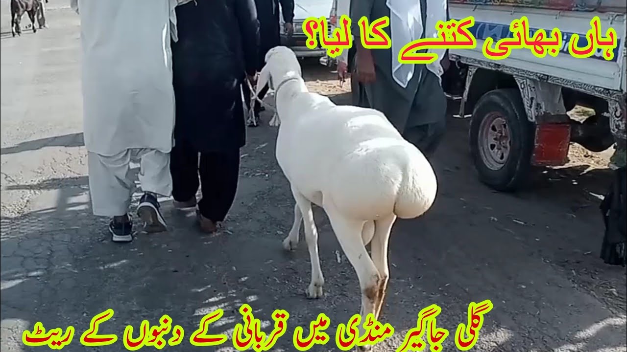 Turkey Dumba Mandi Gali Jageer | Best Dumba Collection For Qurbani Eid ...