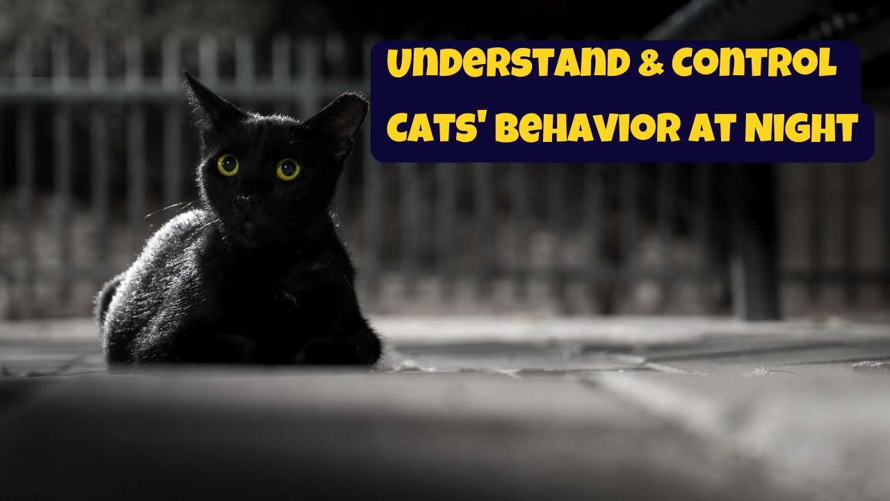 Cats' Nighttime Activities: How to Understand and Control Cats ...