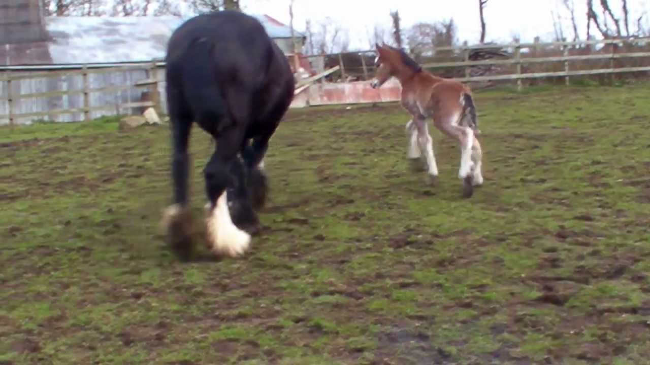 Shire colt foal stapleyhill benson - YouTube