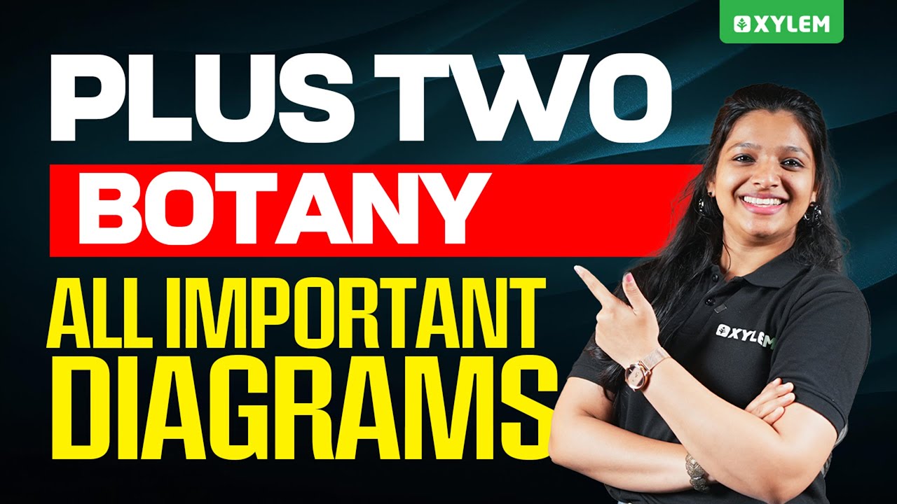 Plus Two Botany | All Important Diagrams | Xylem Plus Two - YouTube