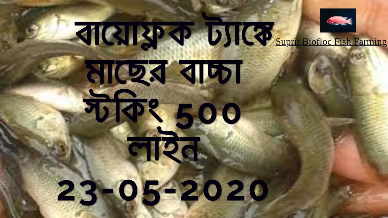 FISH SEED STOCKING 500 LINE IN BIOFLOC TANK বায়োফ্লক ট্যাঙ্কে মাছের ...