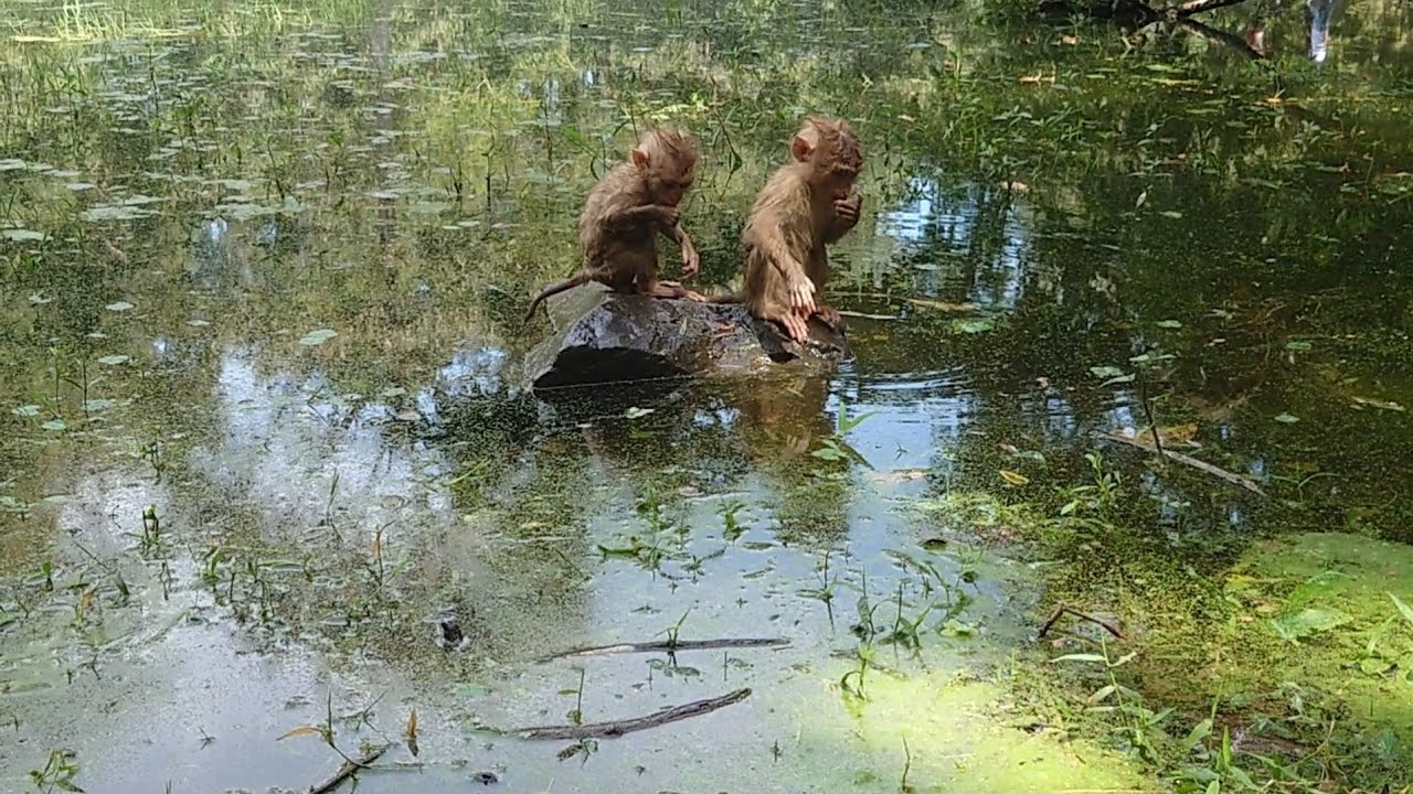 On the pond, two monkey brothers and young brothers stay, They keep ...