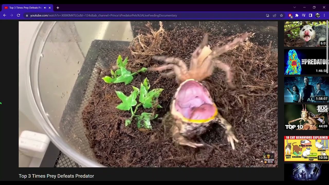Prince's Predator Pets - channel review. - YouTube