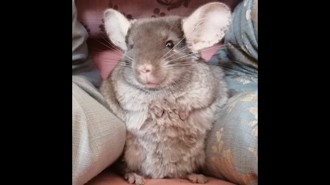 Chinchilla Fighting | Angry Chinchilla 😁/ Злая Шиншилла #funny_pets # ...
