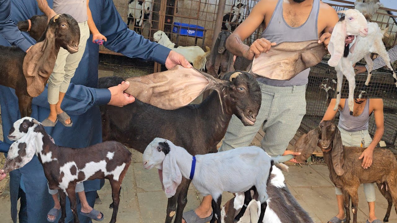 hassan goat farm Hyderabadi goats breedline a1quality gulabi kids in ...