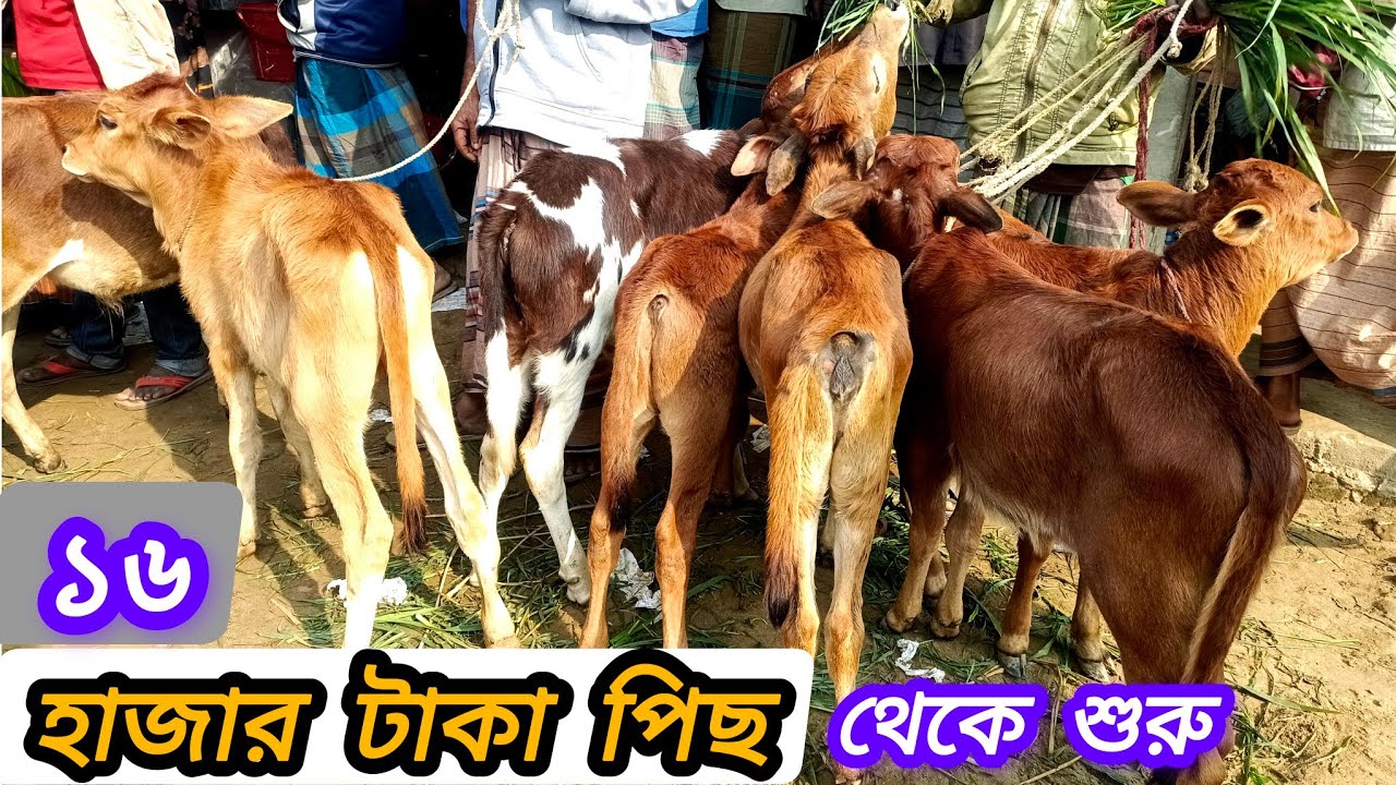 ১৬/০১/২৫/ #শাহীওয়াল বকনা ও ষাঁড় | গরুর দাম এবং বাছুর | রানিগঞ্জ গরুর ...