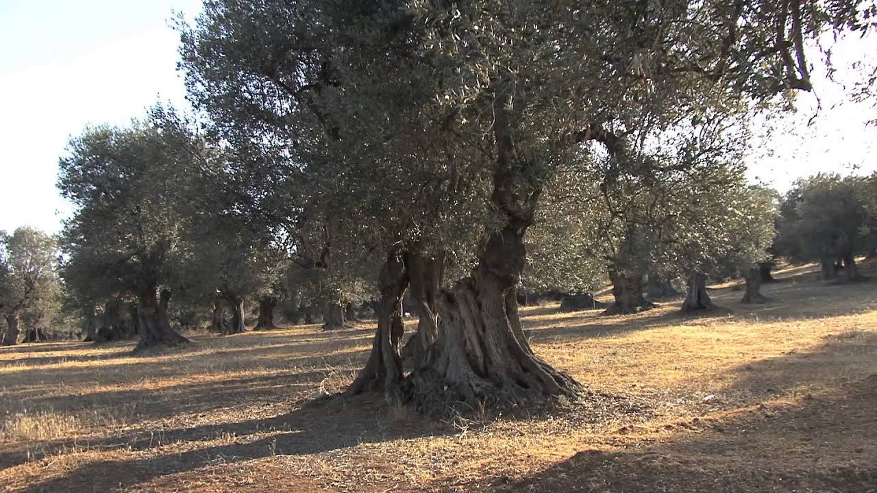 The Two Trees by W B Yeats - YouTube