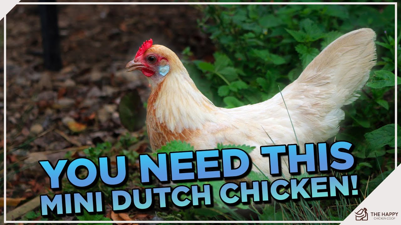 Small But Mighty: Exploring the Dutch Bantam Chicken - YouTube