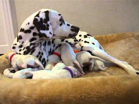Caprilli Dalmatians, breeders of AKC registered Dalmatian Puppies - YouTube
