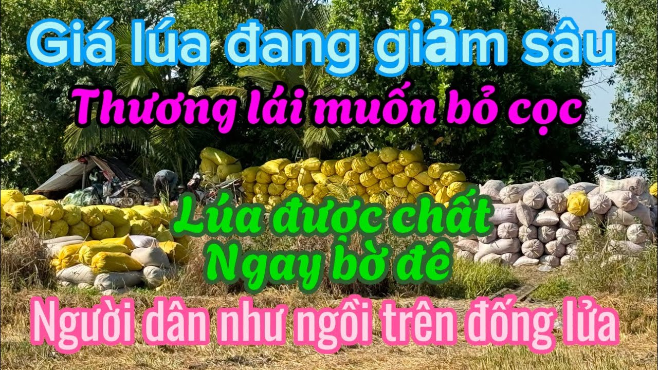 Cách đồng lúa chín Bình Tân đã đến ngày thu hoạch | Du Lịch Khám Phá ...
