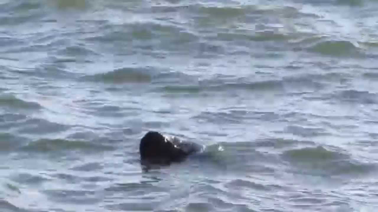 DEAD BODY IN THE OCEAN - Pattaya on the coast of Thailand January 2013 ...