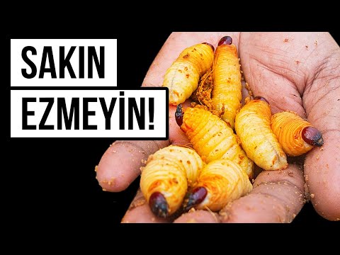 Dışarı Çıkmadan Önce İki Kez Düşünmenize Neden Olacak 14 Böcek