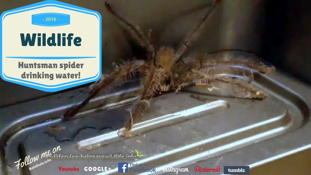 Huntsman spider drinking water! - YouTube