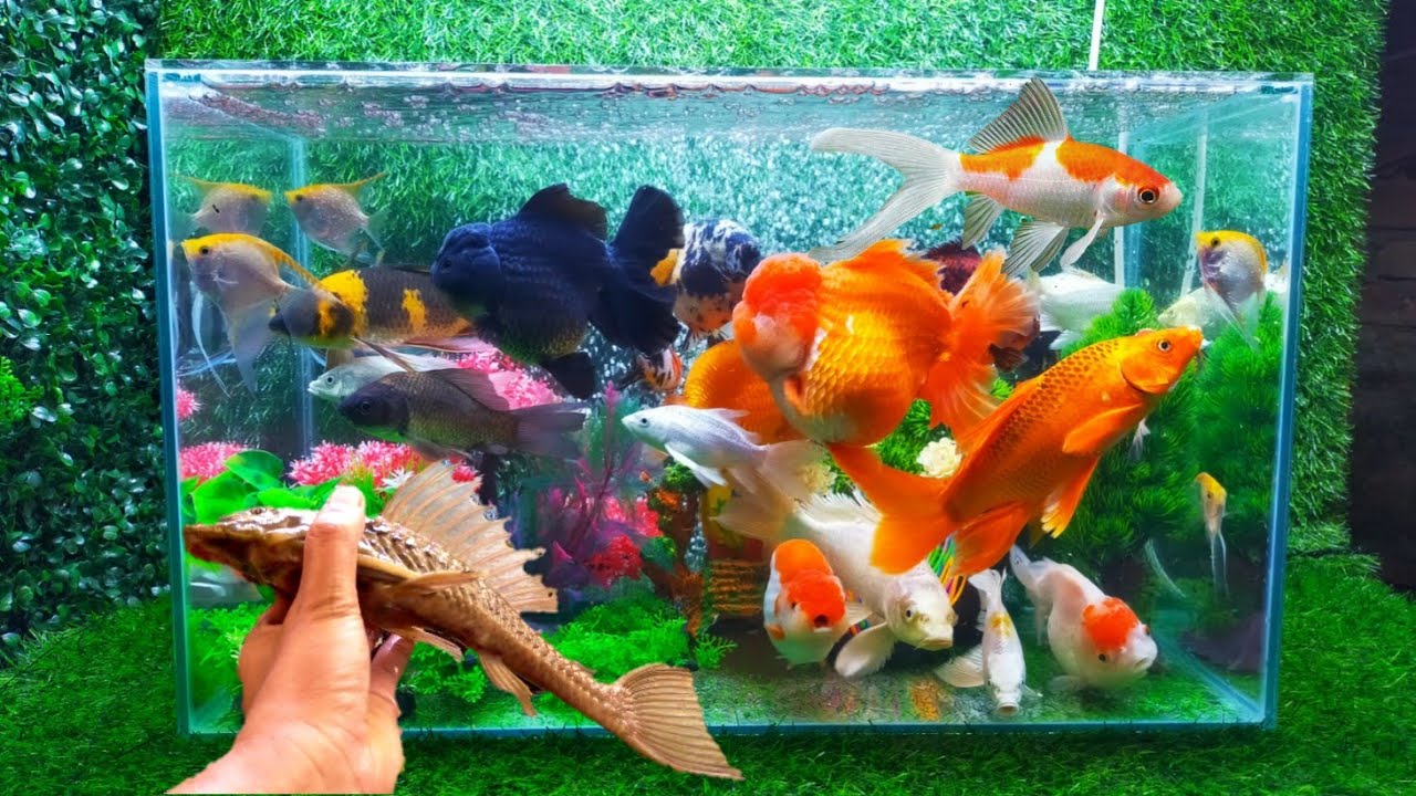 AQUARIUM IKAN HIAS,IKAN KOI,IKAN MAS KOKI,IKAN KOMET,KOI SLAYER,KOMET ...